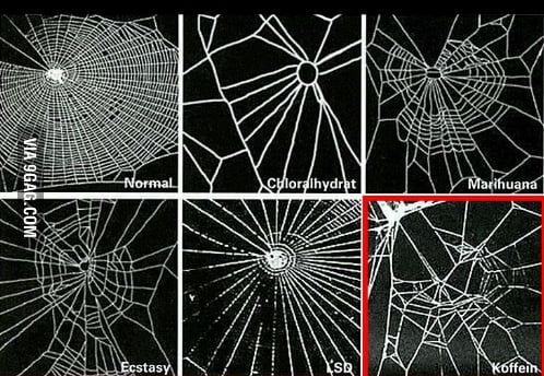NASA:s results of testing different drugs on spiders - 9GAG