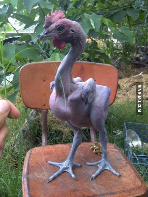 This is a real photo of a live rooster with a skin condition that has ...