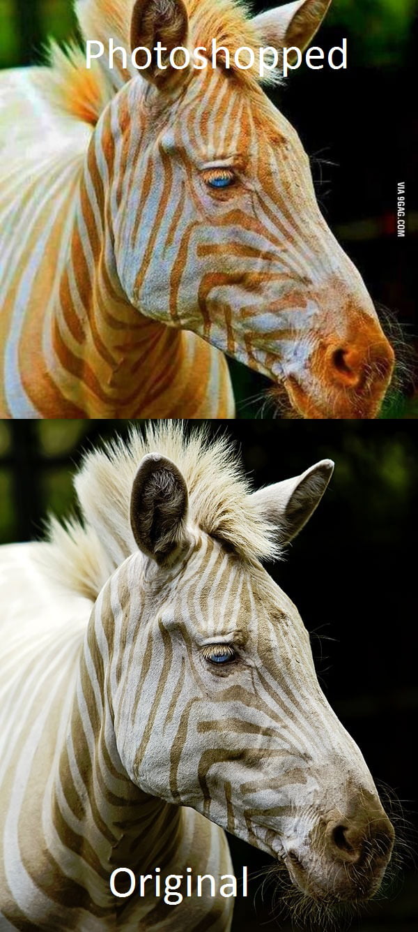 To the guy with the "last golden zebra" post - 9GAG