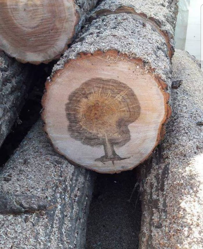 Image of a tree inside tree - 9GAG