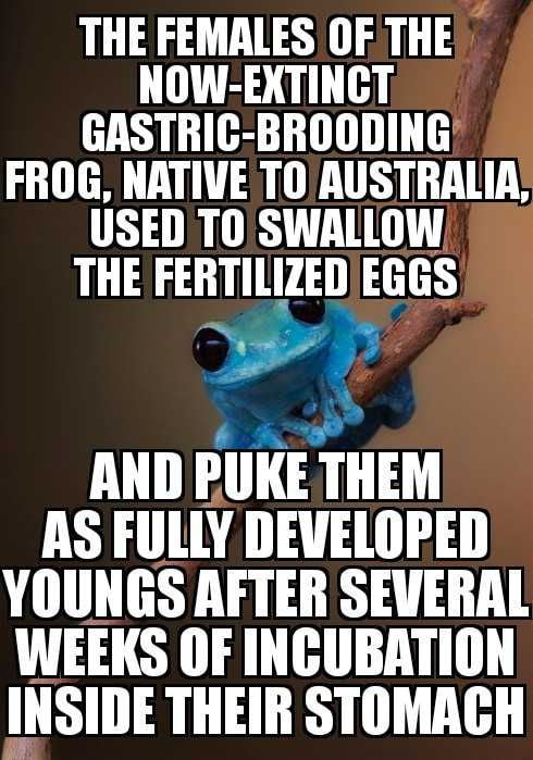 Small frog-fact frog - 9GAG