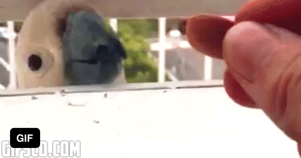 Tryin' to get a nut - 9GAG