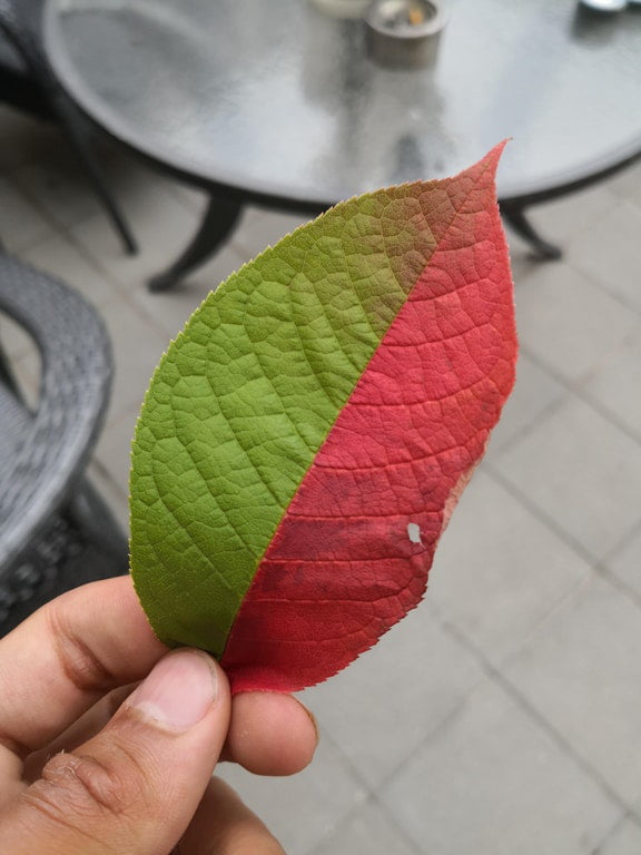 A half red half green leaf - 9GAG