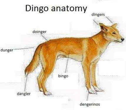 Dingo anatomy - 9GAG