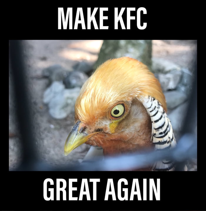 Golden chicken - 9GAG