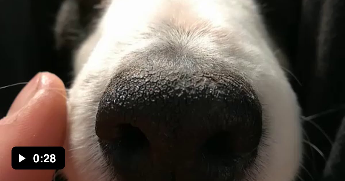 Reach out and boop the snoot - 9GAG