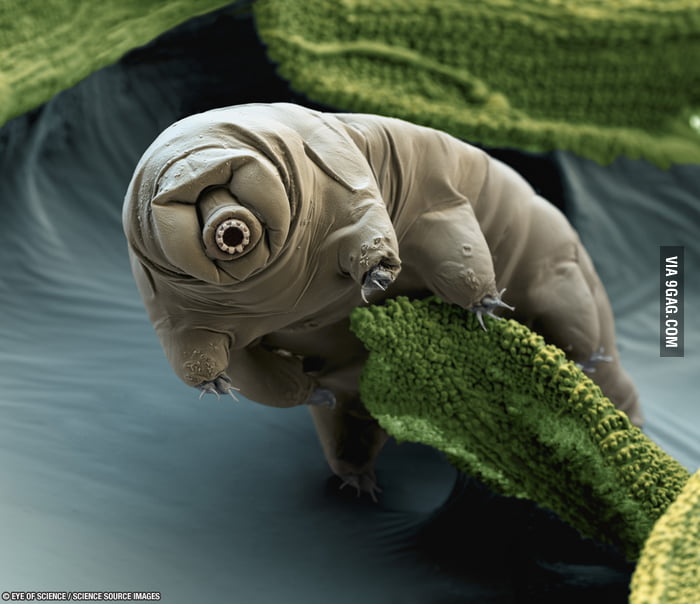 This is a tardigrade, the ugliest and most invincible creature on earth ...