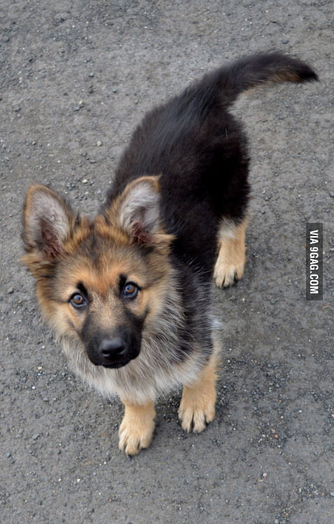 Cute lil pupper - 9GAG