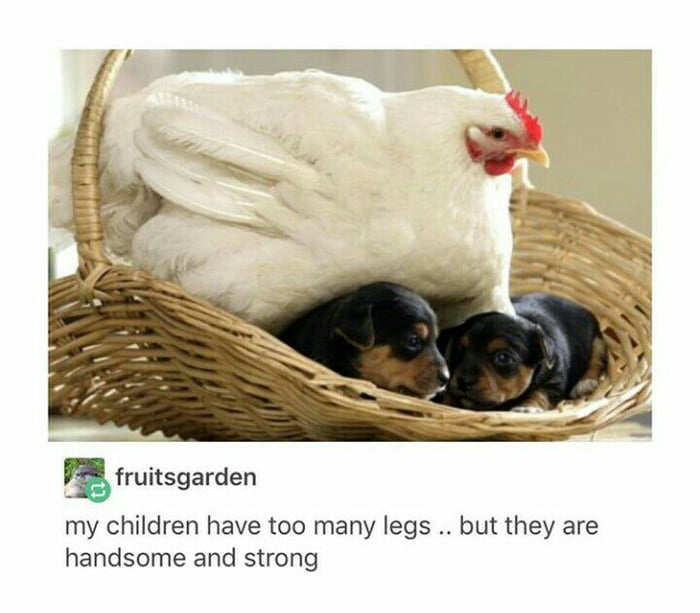 My children have too many legs.. but they are handsome and strong - 9GAG