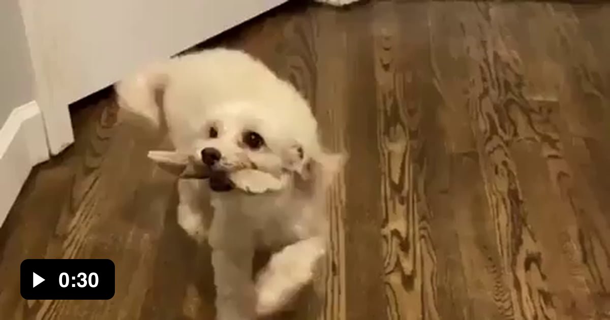 Dog’s a maniac, maniac, on the dance floor! - 9GAG