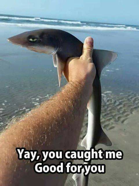 Emo baby shark - 9GAG