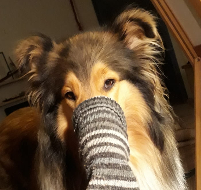 100% accurate Alf Cosplay - 9GAG