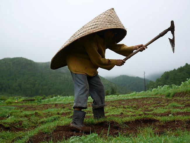 These knups are used in areas around Meghalaya as an umbrella since it ...