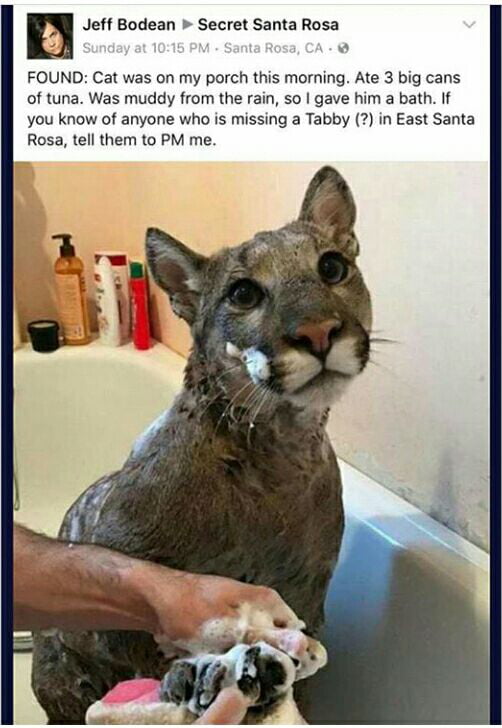 Poor kitty need help - 9GAG