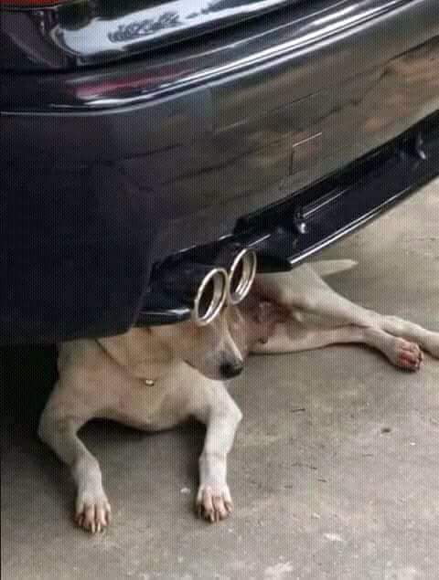 Dog has muffler as eyes - 9GAG