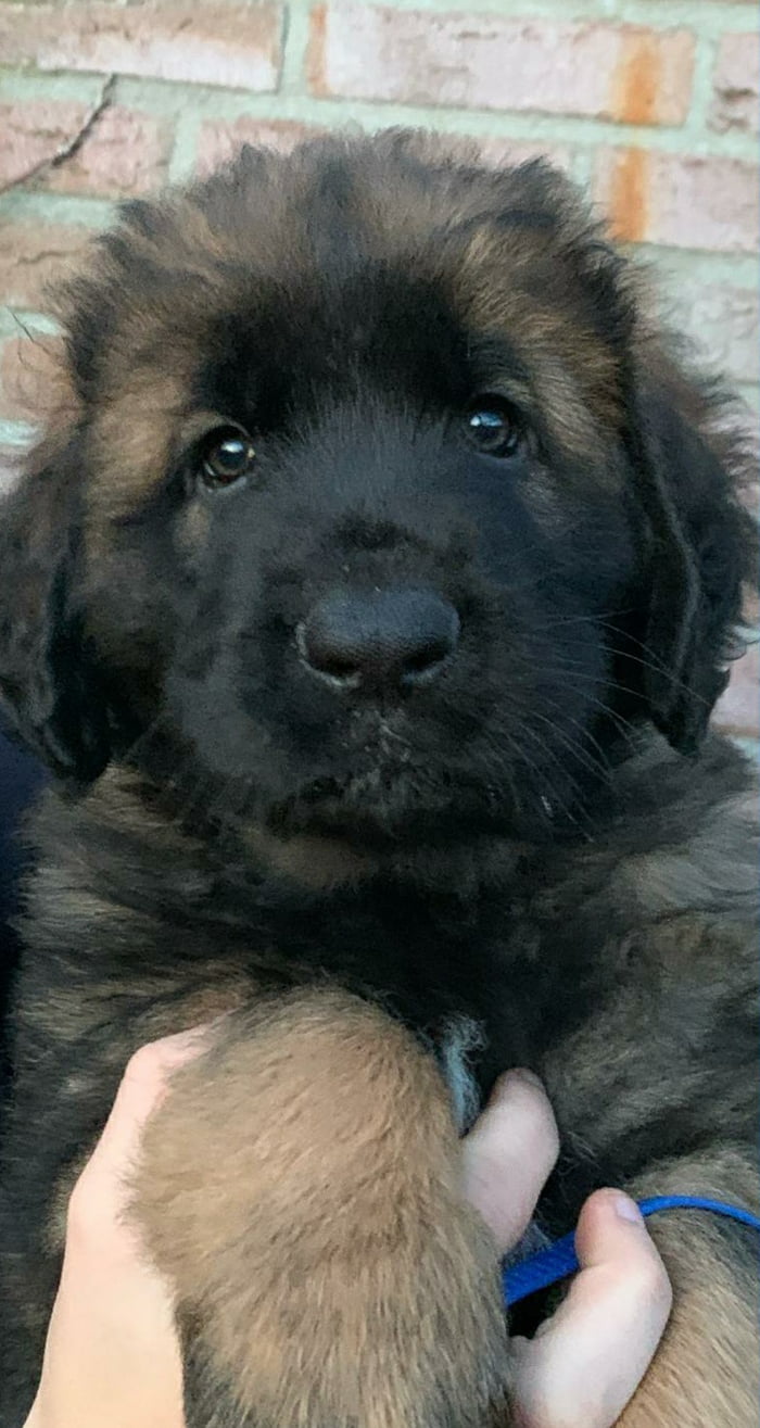 10 more days till we can pick up this fluffball - 9GAG