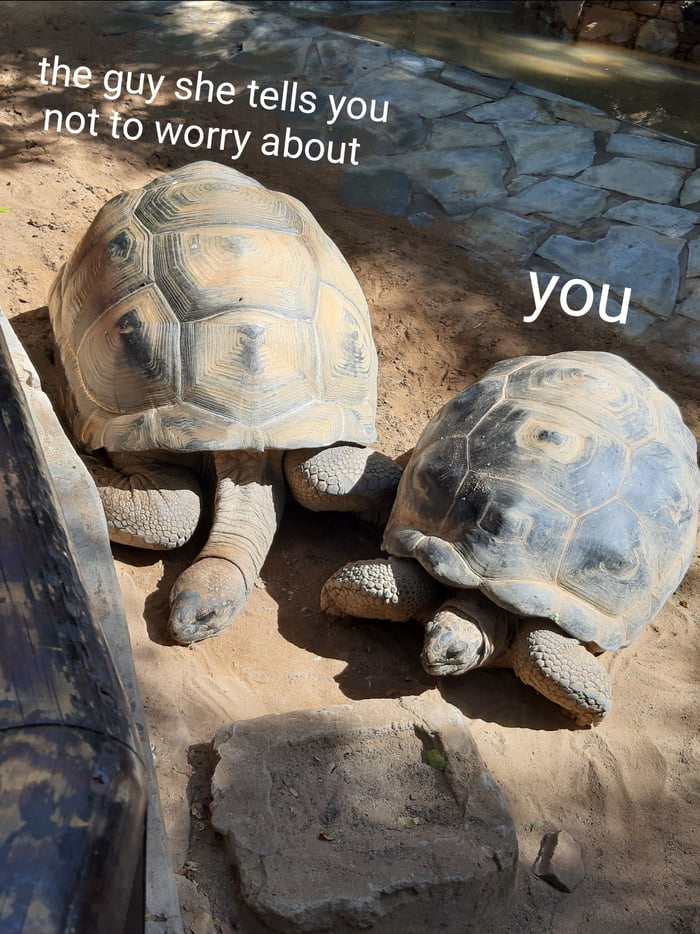 Turtles - 9GAG