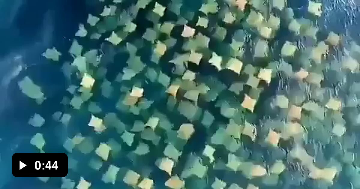 A swarm of floating post it notes in the ocean? - 9GAG