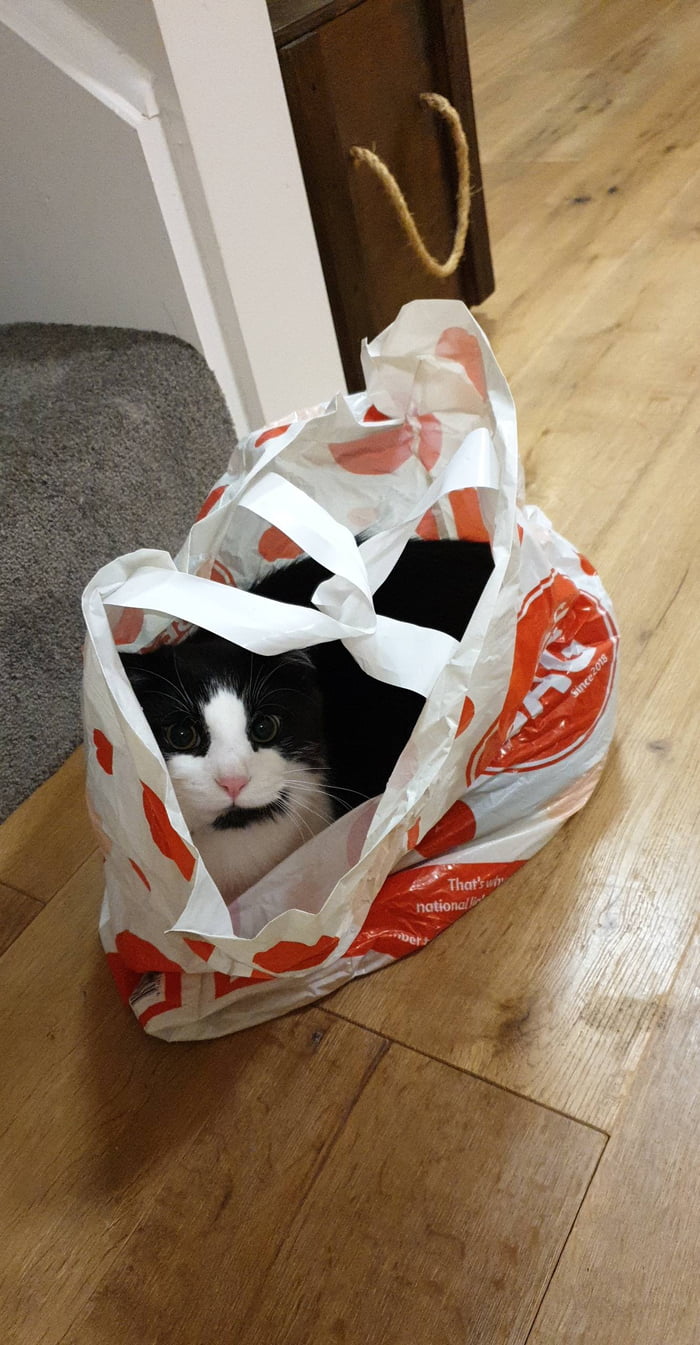 Can't leave a bag on the floor without getting a little Nub in it - 9GAG