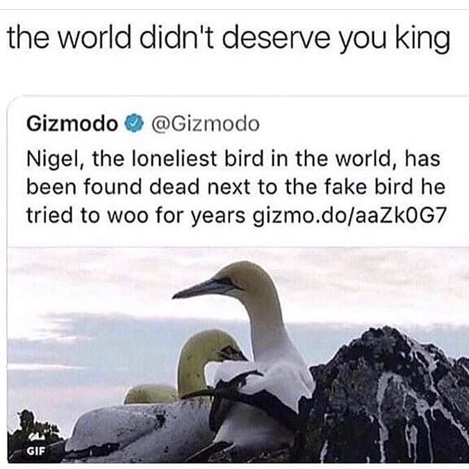 Respect the fallen soldier - 9GAG