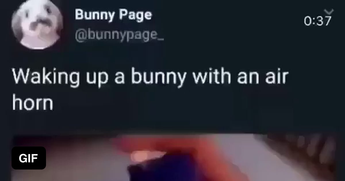 Waking up bunny... - 9GAG