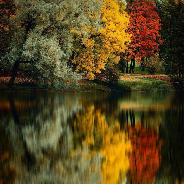 These beautiful trees and their reflection in the city park in St Petersburg - 9GAG