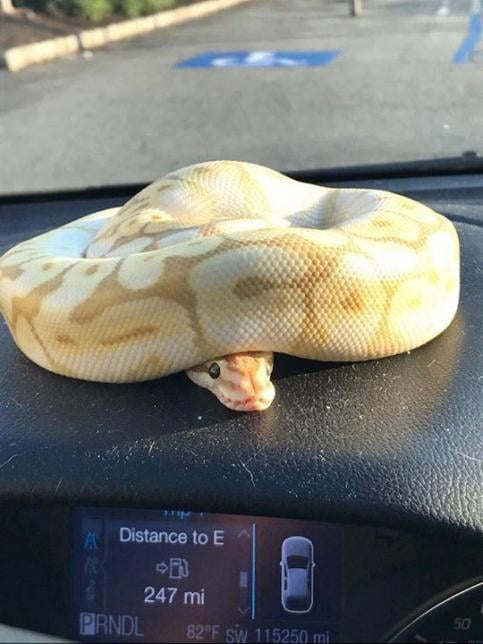 Adorable little ball python - 9GAG