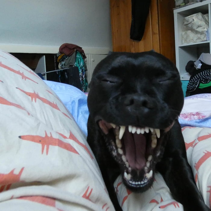 Toothy yawn on a Sunday - 9GAG