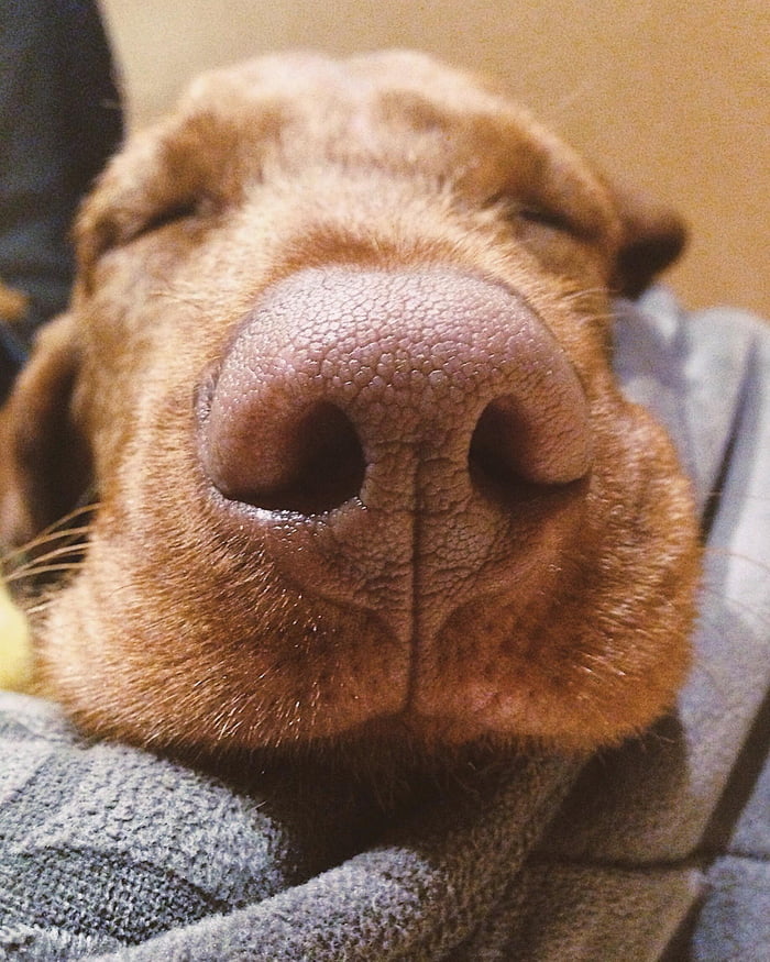 Pls boop dis snoot - 9GAG