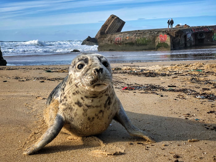 OP met a rare pupper! - 9GAG