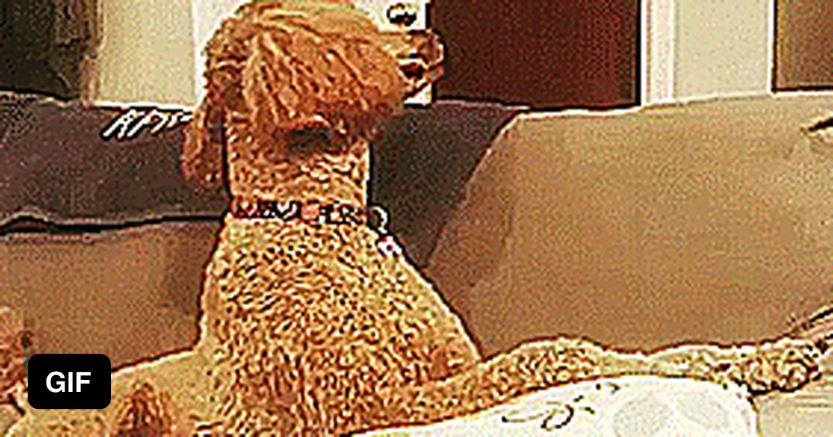 That dog got shooketh. - 9GAG