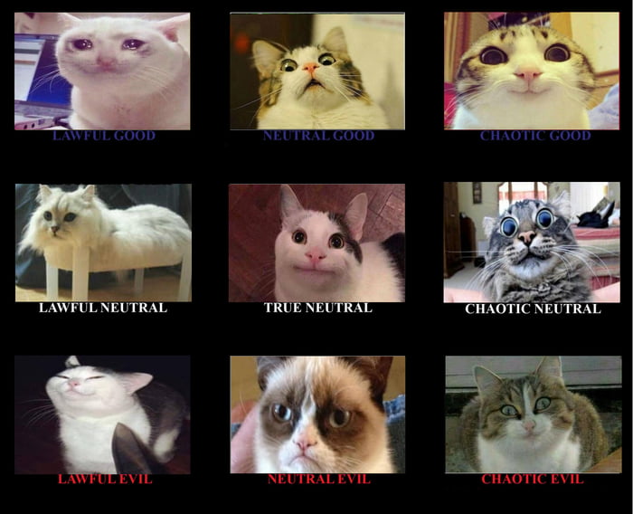 Cat behaviour explained - 9GAG