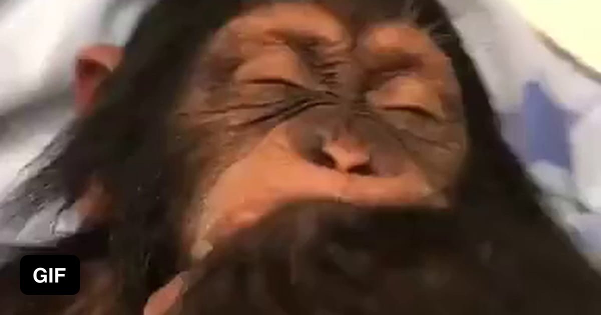 Baby chimp being tickled - 9GAG