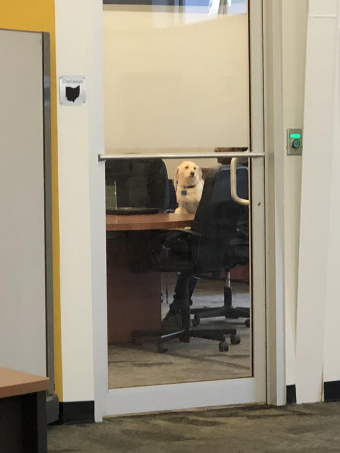 Doggo thinking this meeting could have been an email. - 9GAG