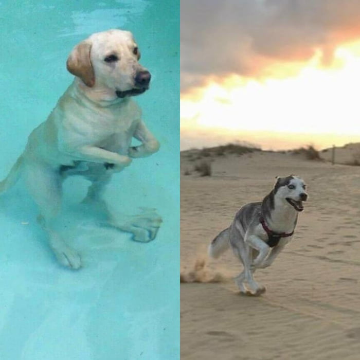 Exclusive scene from the upcoming movie Jurassic Bork - 9GAG