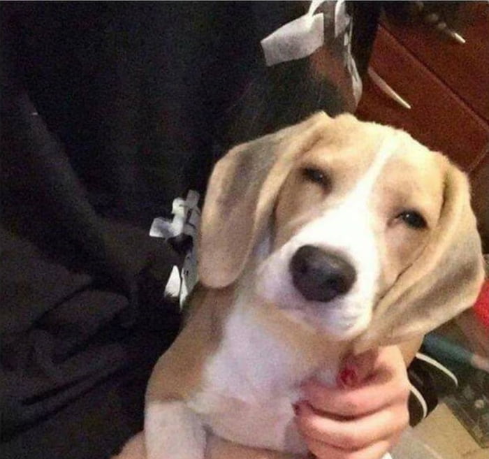 Does he bite? Nah he just judges you silently - 9GAG