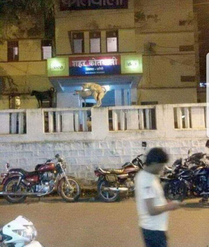 Doggystyle on the wall - 9GAG