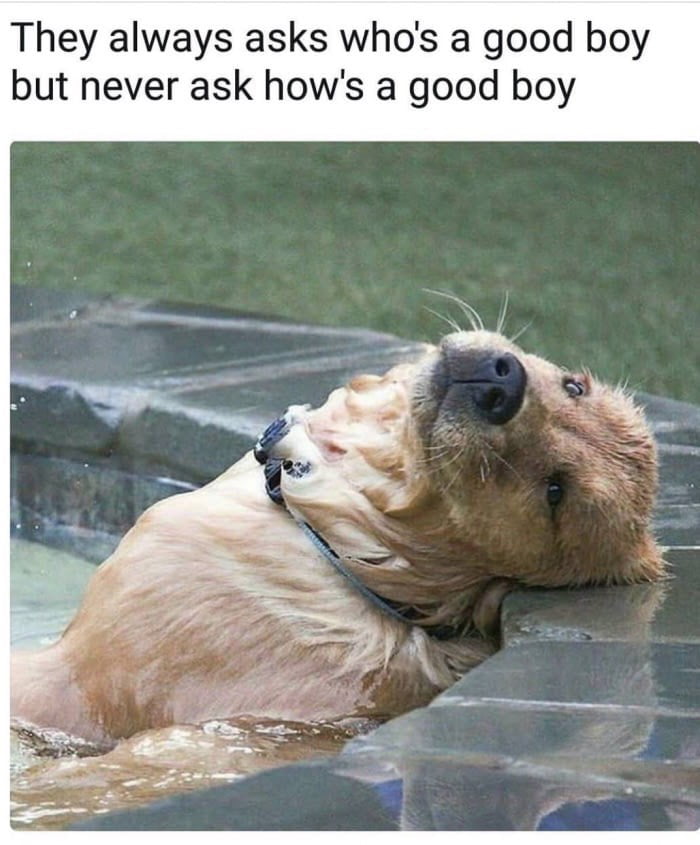 Seems pretty chill in the pool - 9GAG