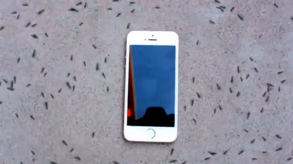 Ants start circling a vibrating cell phone - 9GAG