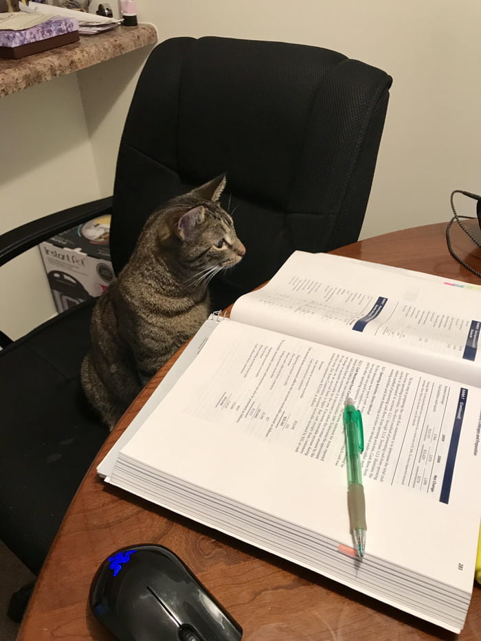Studious Cat
