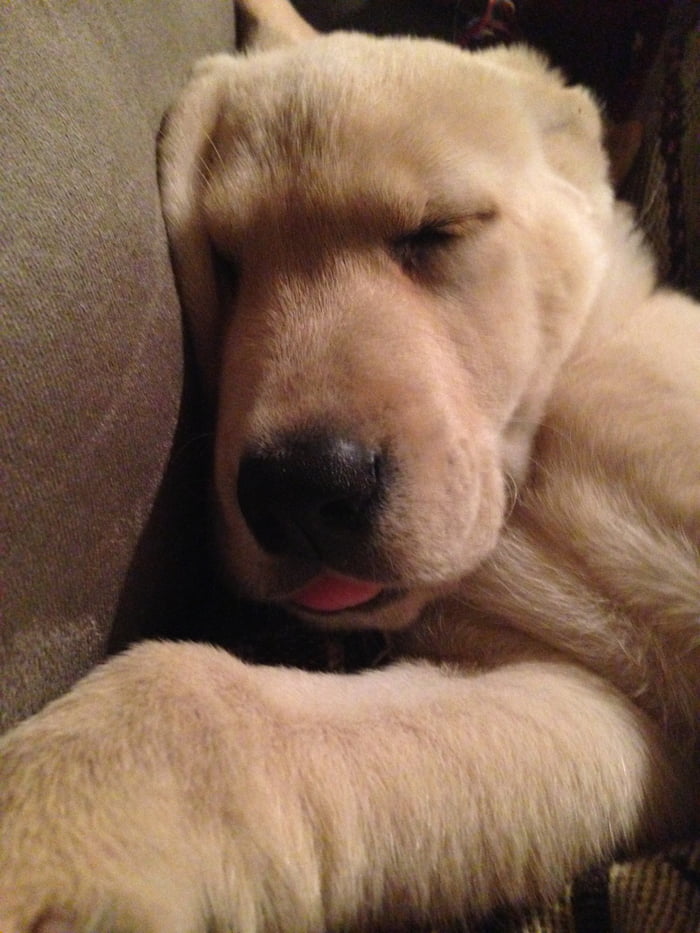 My little fluff ball - 9GAG