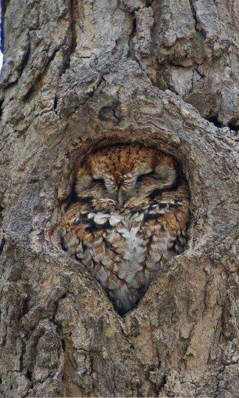 Little owl fitting perfectly in a hole in a tree. - 9GAG