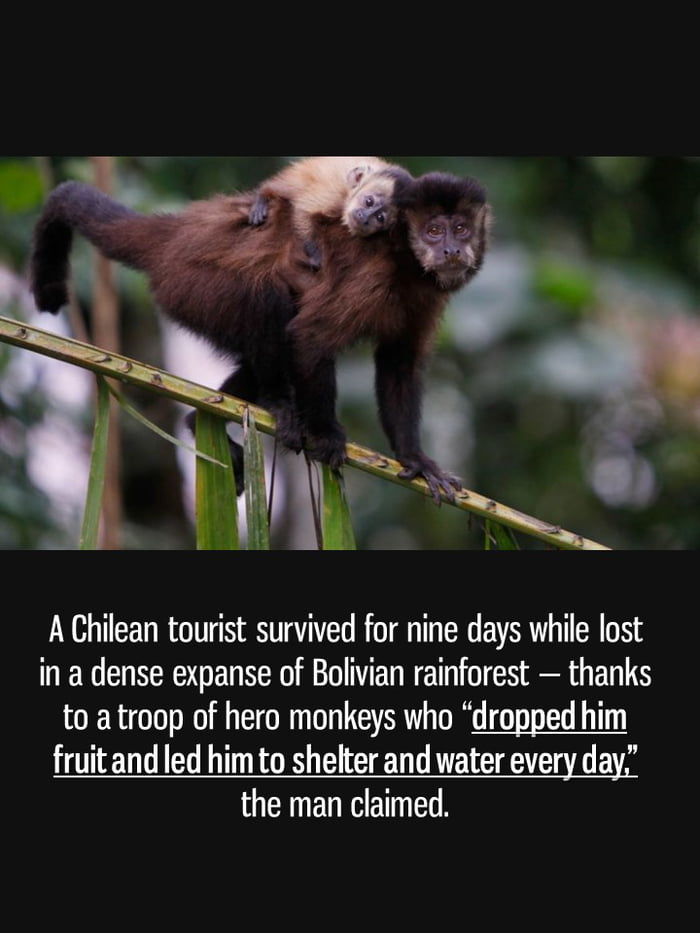 Hero monkeys helped lost man survive for days in Amazon rainforest - 9GAG