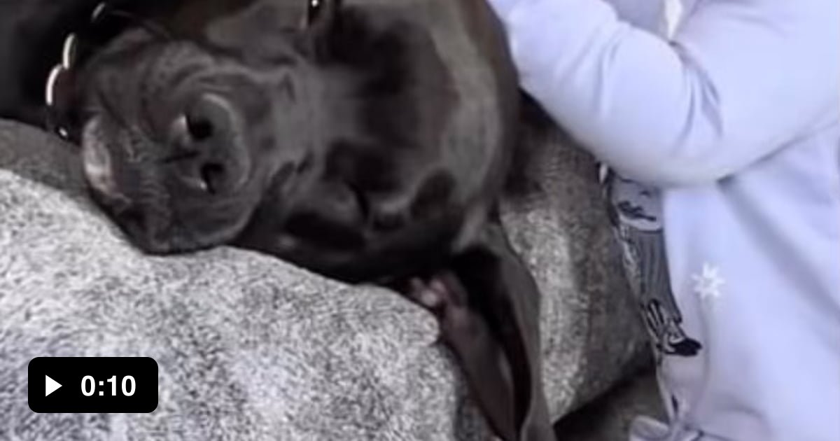 Eating the dogs… - 9GAG