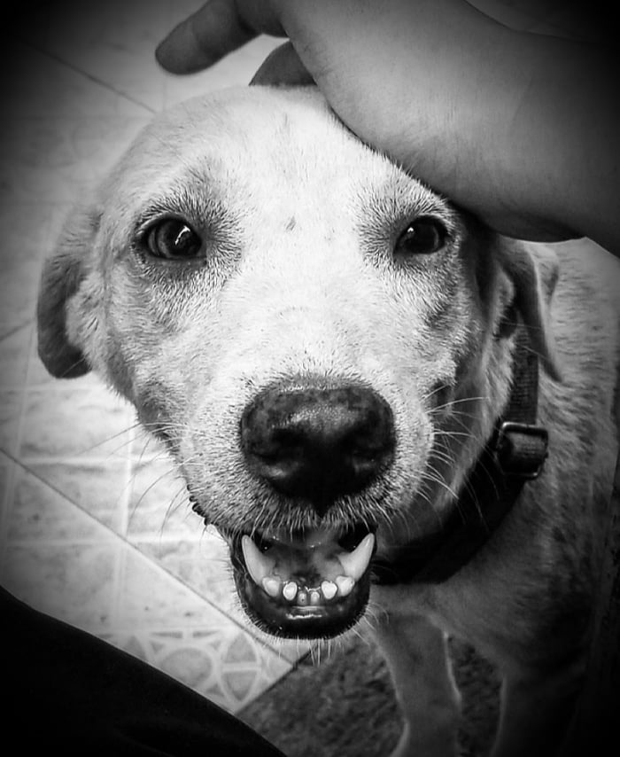 Whos d good dog... aw aw aw - 9GAG