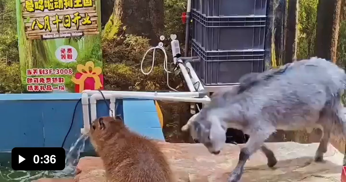 Goat vs Capybara - 9GAG