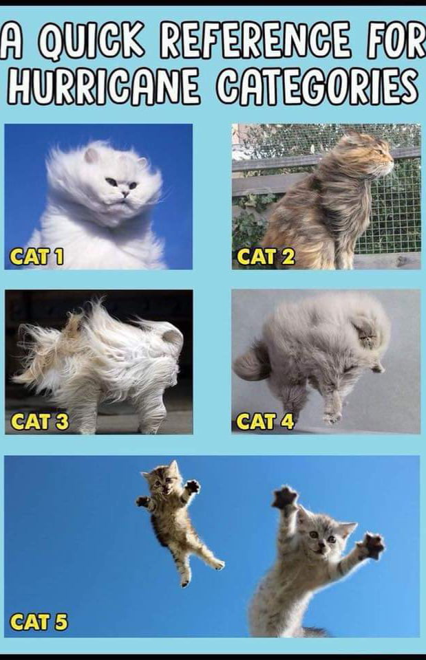 Cat - 9GAG