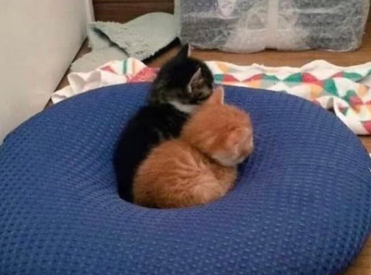 No talk with us we angy. - 9GAG