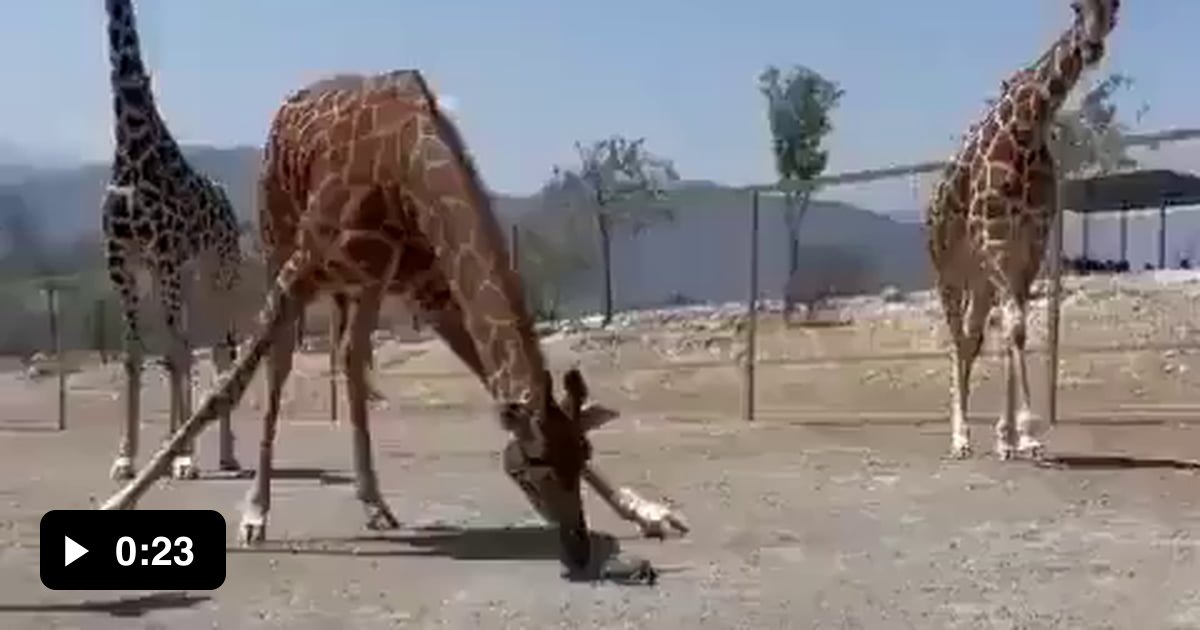 Giraffe is wondering why tortoise move so slow. 🦒🐢 - 9GAG