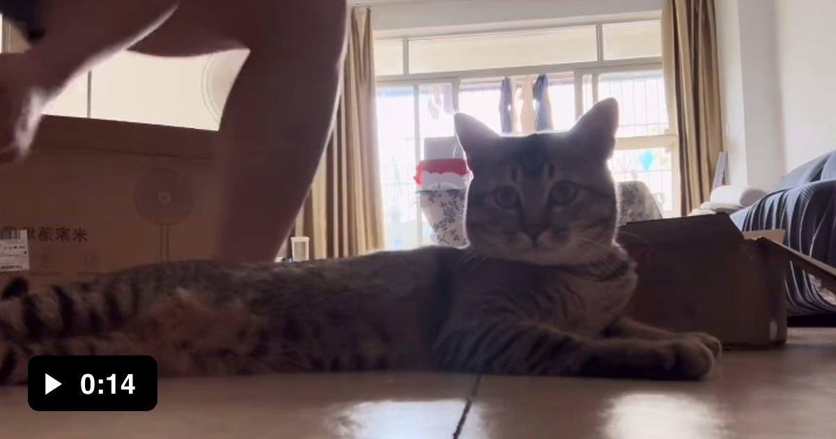 Spoooky shaky meow - 9GAG